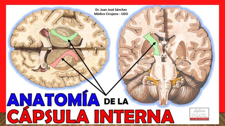 Guía completa sobre el brazo posterior de la cápsula interna: anatomía ...